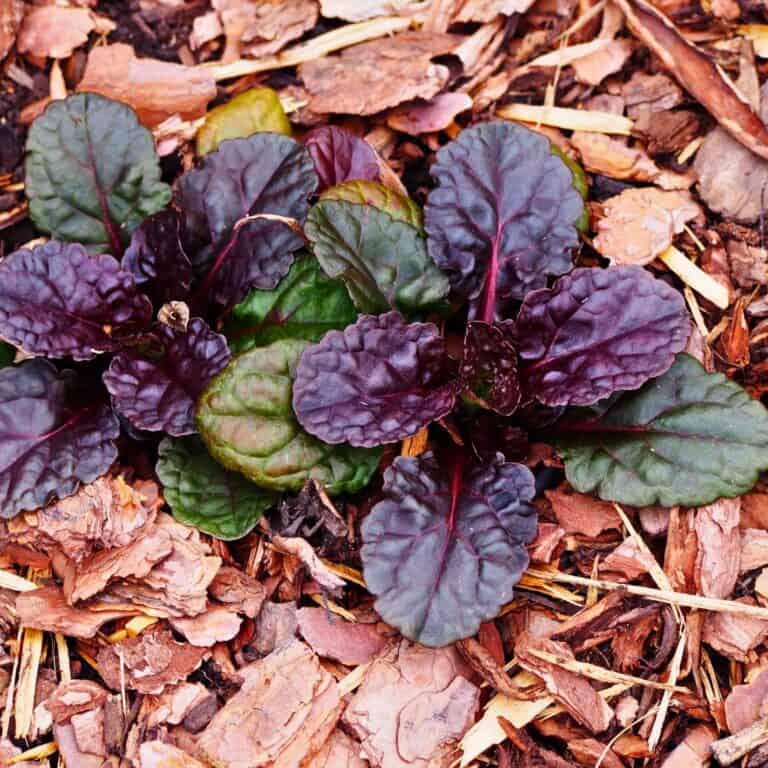 14 Stunning Hanging Ground Cover Plants » Simplify Plants