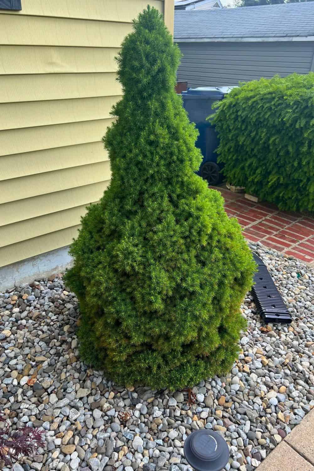 19 Small Trees With Non-Invasive Roots For Your Front Or Backyard ...