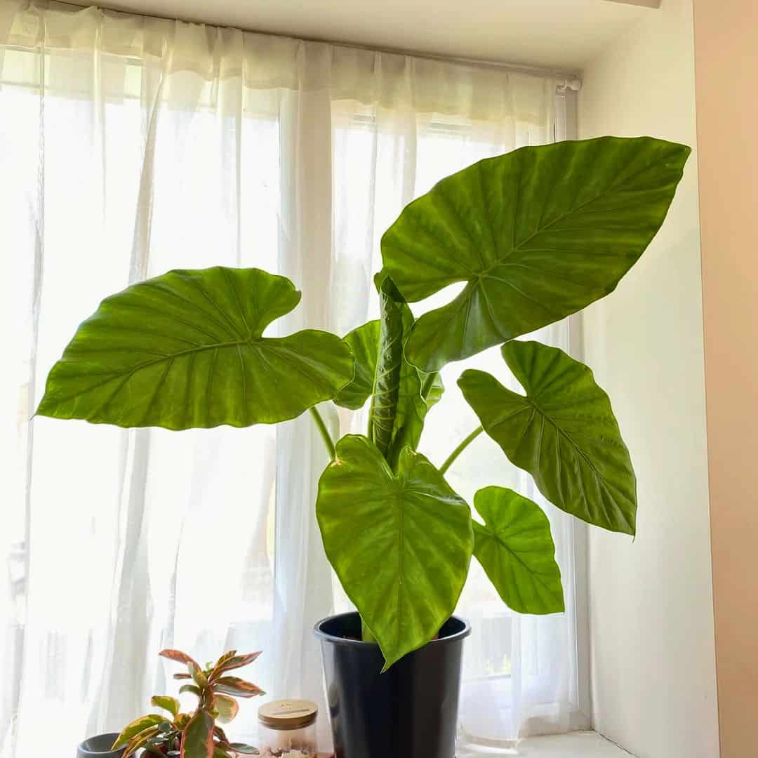 21 Popular Alocasia Plant Varieties (With Real Images) » Simplify Plants