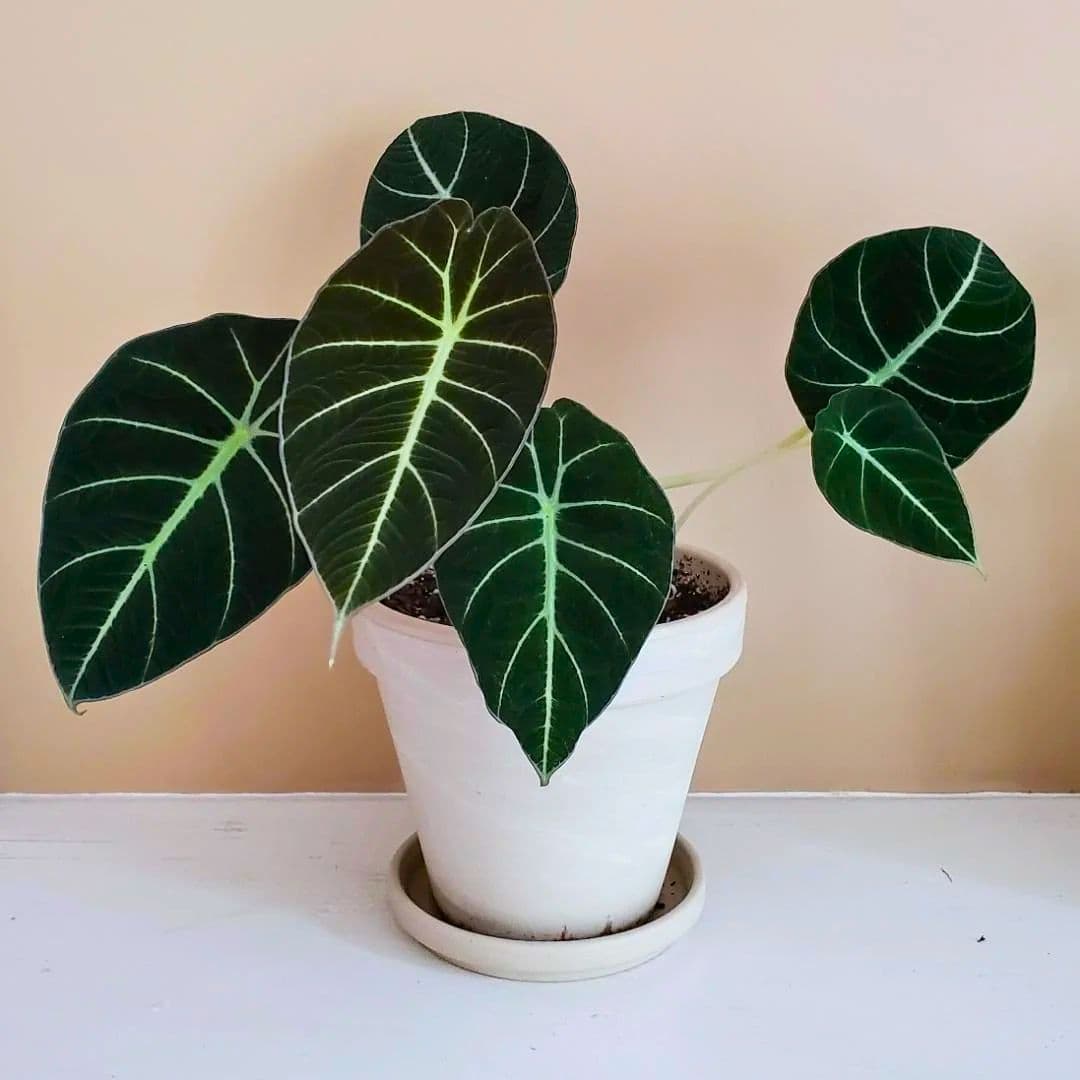 21 Popular Alocasia Plant Varieties (With Real Images) » Simplify Plants
