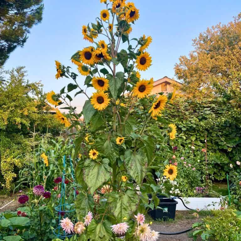 15 Full Sun Flower Bed Ideas To Beautify Your Front Yard » Simplify Plants