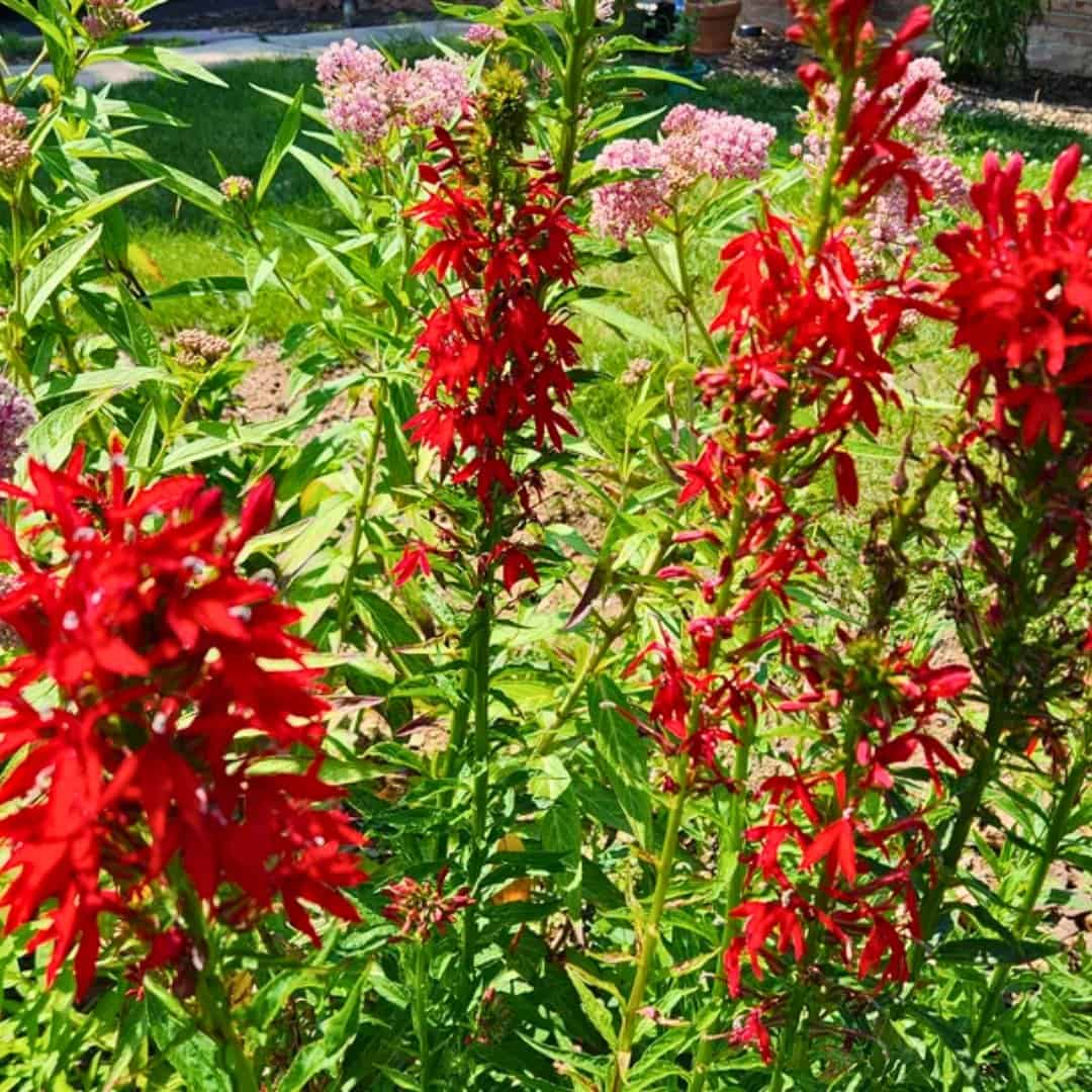 15 Tall Perennial Flowers You Must Grow This Year! » Simplify Plants