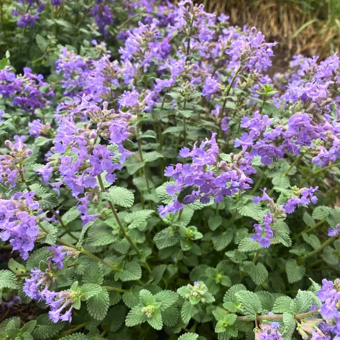15 Full Sun Garden Borders You’ll Love » Simplify Plants