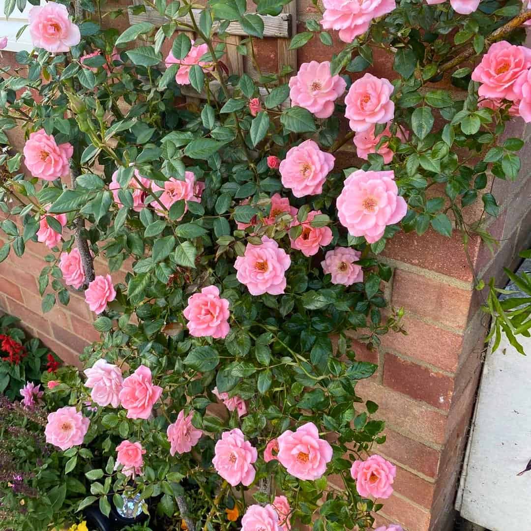 18 Fast-Growing Climbing Plants For Balconies And Patios » Simplify Plants