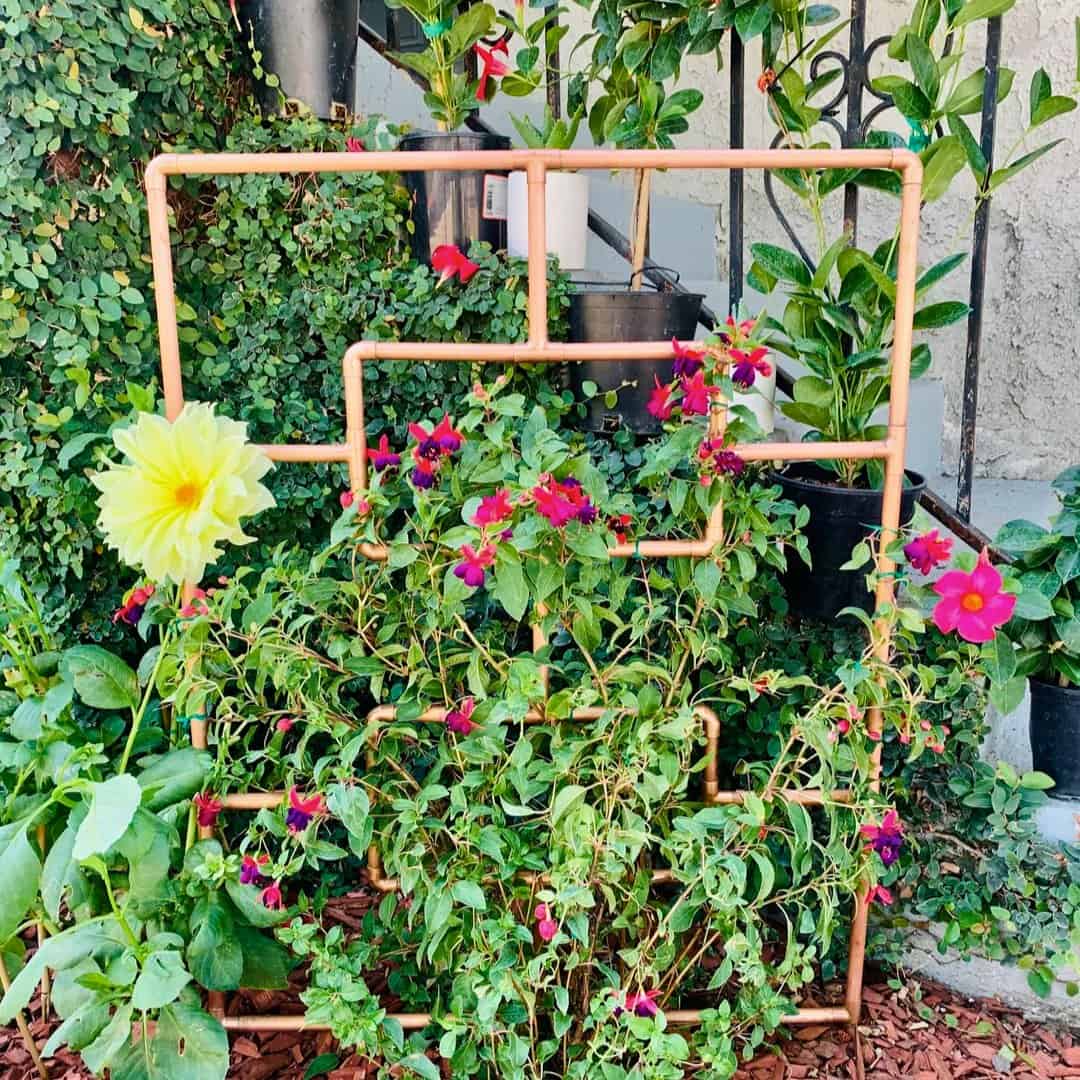 11 Easy To Make DIY Indoor Plant Trellis Ideas » Simplify Plants