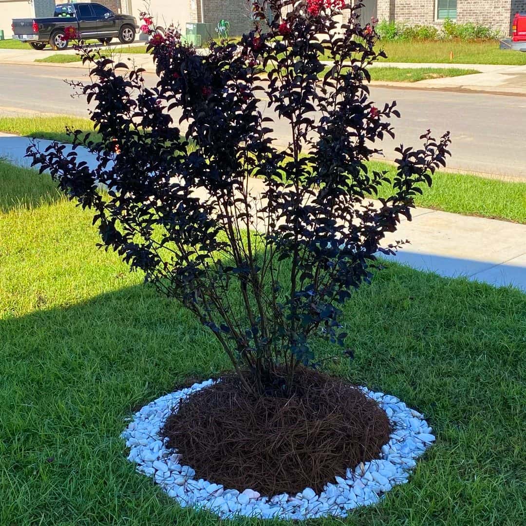 Grow Stunning Crape Myrtles With These 7 Simple Tips » Simplify Plants