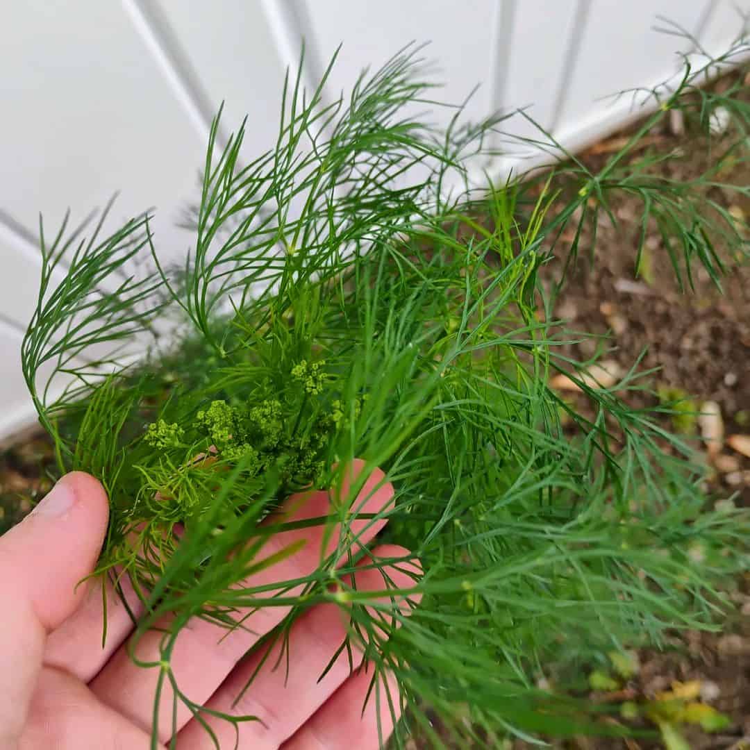 11 Tips To Grow And Harvest Dill Like A Pro Gardener » Simplify Plants