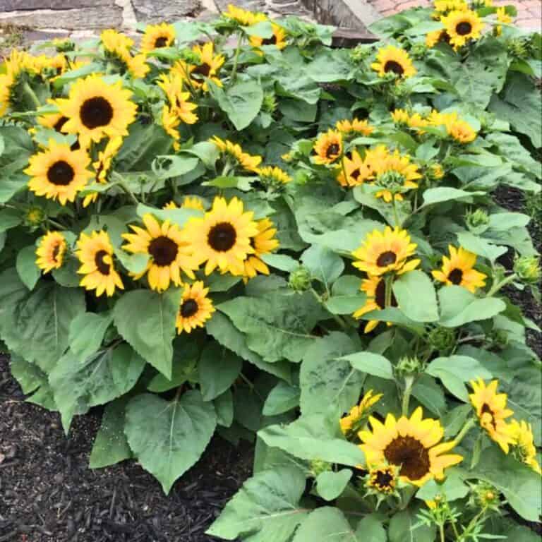 15 Full Sun Flower Bed Ideas To Beautify Your Front Yard » Simplify Plants