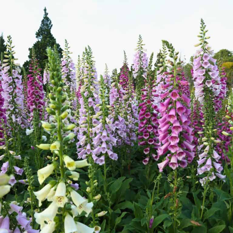 15 Tall Perennial Flowers You Must Grow This Year! » Simplify Plants