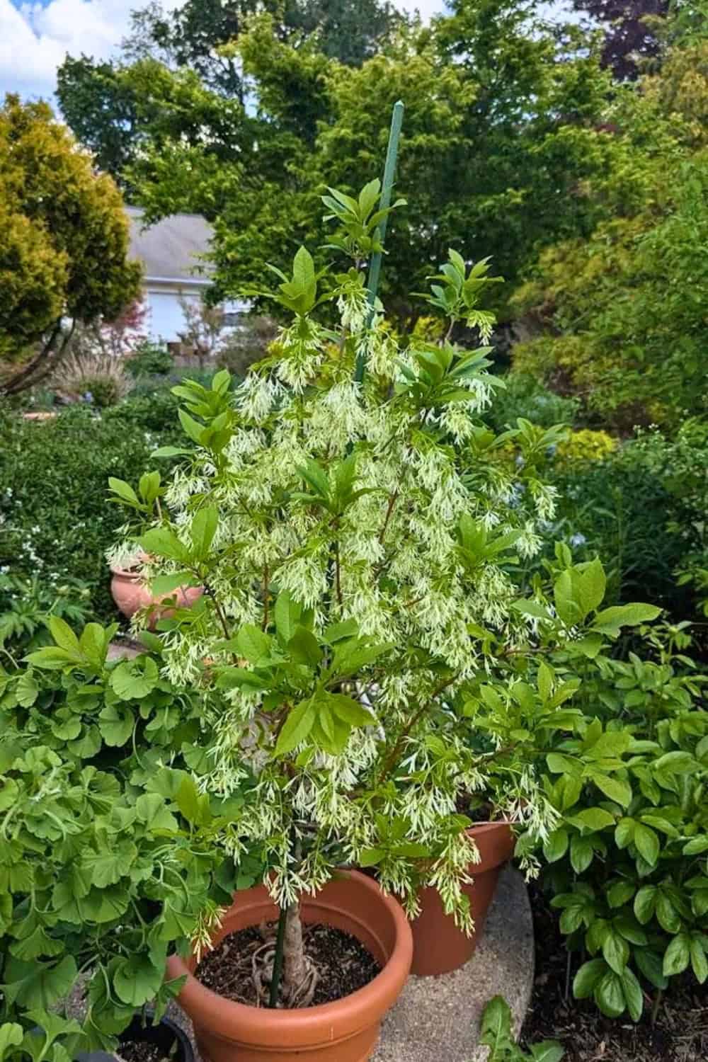 19 Small Trees With Non-Invasive Roots For Your Front Or Backyard ...