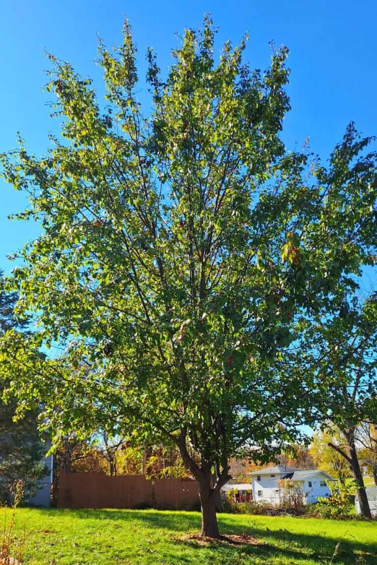 19 Small Trees With Non-Invasive Roots For Your Front Or Backyard ...