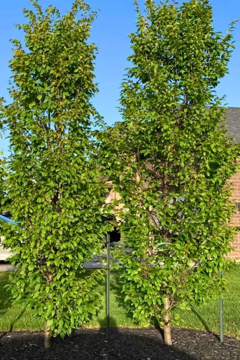 19 Small Trees With Non-Invasive Roots For Your Front Or Backyard ...