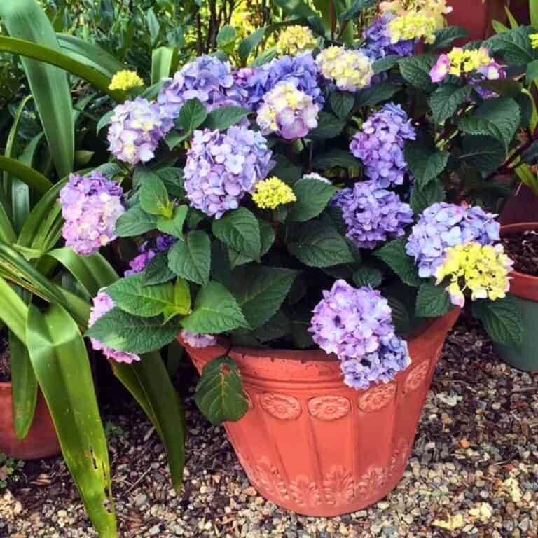 15 Flowering Bushes That Bloom Beautifully All Season » Simplify Plants