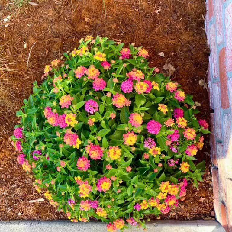 15 Best Flowers That Bloom All Year » Simplify Plants