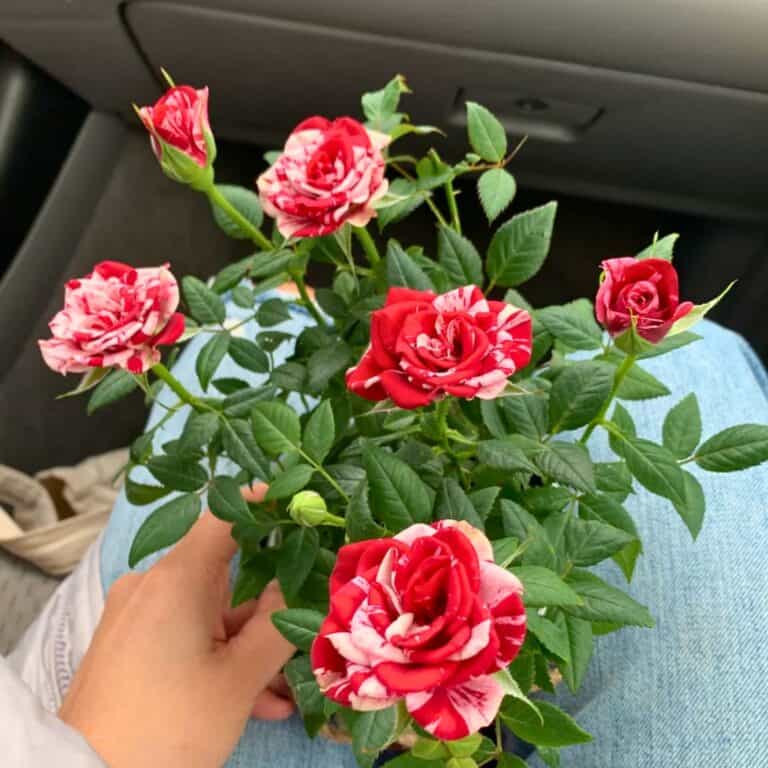 My Top 10 Tricks For Growing Miniature Roses Indoors Like A Pro ...