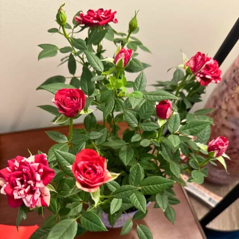 My Top 10 Tricks For Growing Miniature Roses Indoors Like A Pro ...