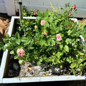 My Top 10 Tricks For Growing Miniature Roses Indoors Like A Pro ...