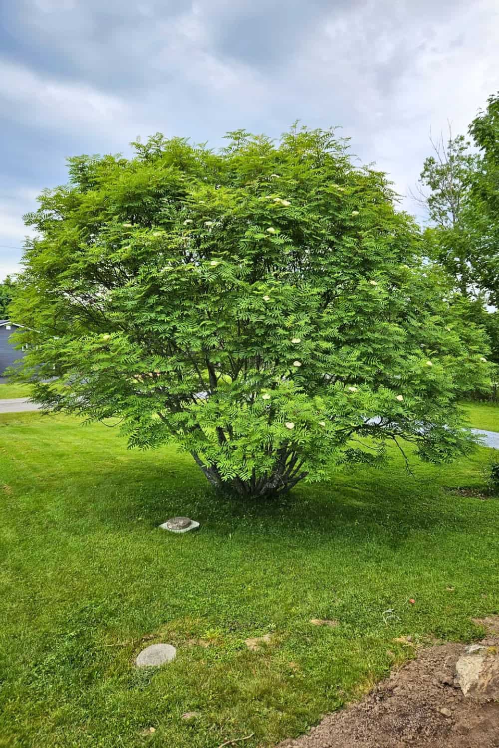 19 Small Trees With Non-Invasive Roots For Your Front Or Backyard ...