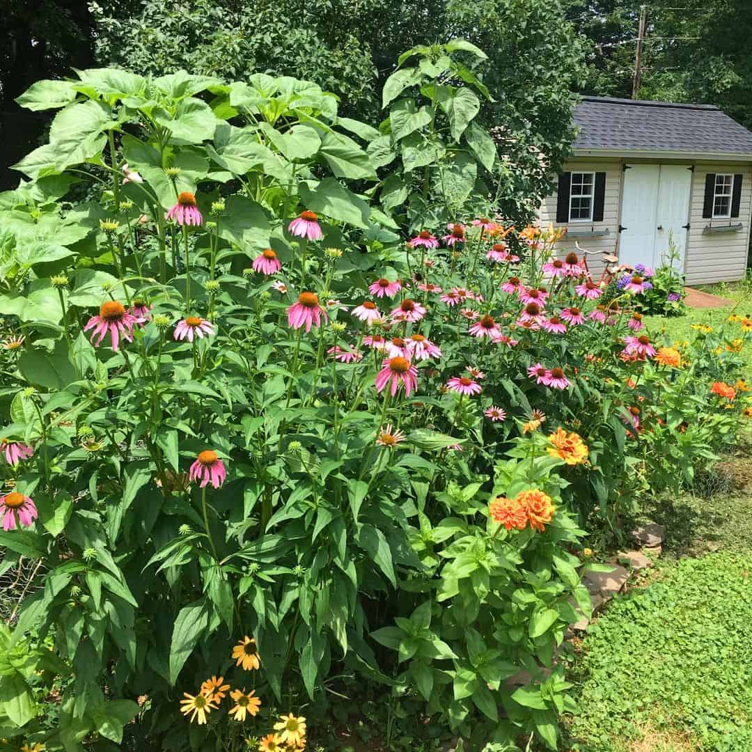 15 Full Sun Flower Bed Ideas To Beautify Your Front Yard » Simplify Plants