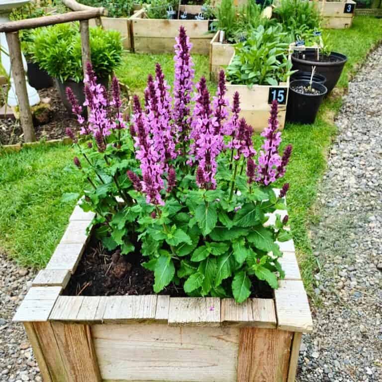15 Best Window Box Flowers That Thrive In Full Sun » Simplify Plants