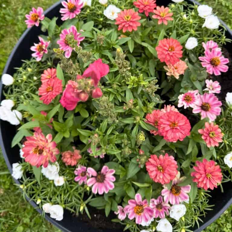 21 Gorgeous Flowers For Spring Window Boxes » Simplify Plants