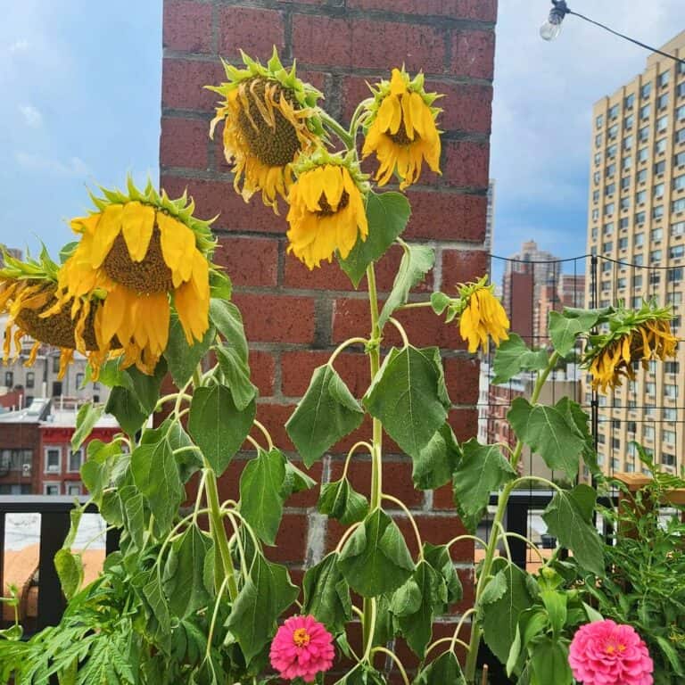 11 Tips To Grow Big, Beautiful Sunflowers » Simplify Plants