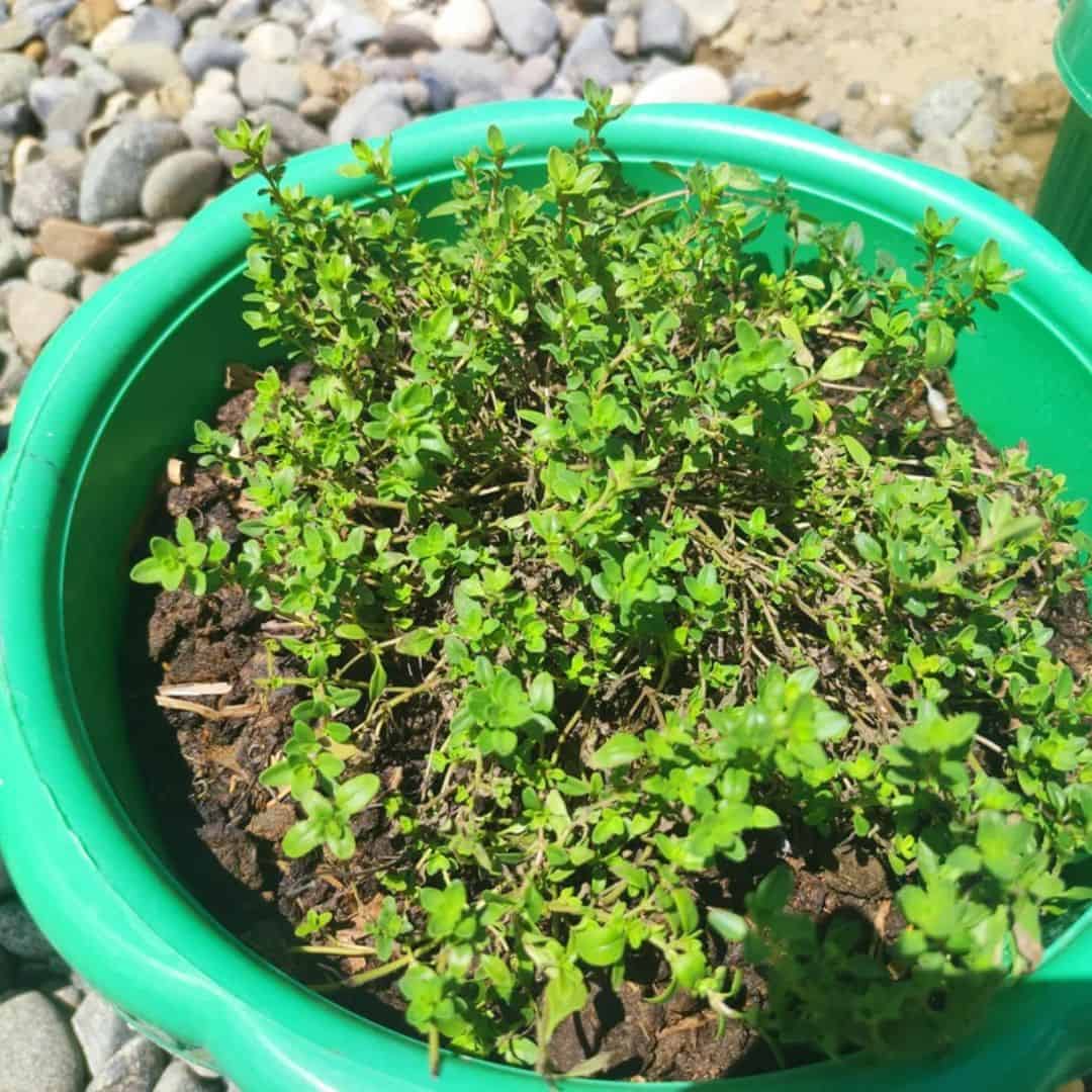 11 Tips For Growing And Harvesting Thyme Like A Pro » Simplify Plants