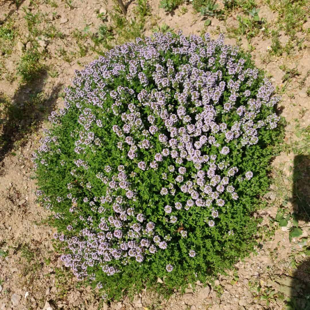 11 Tips For Growing And Harvesting Thyme Like A Pro » Simplify Plants