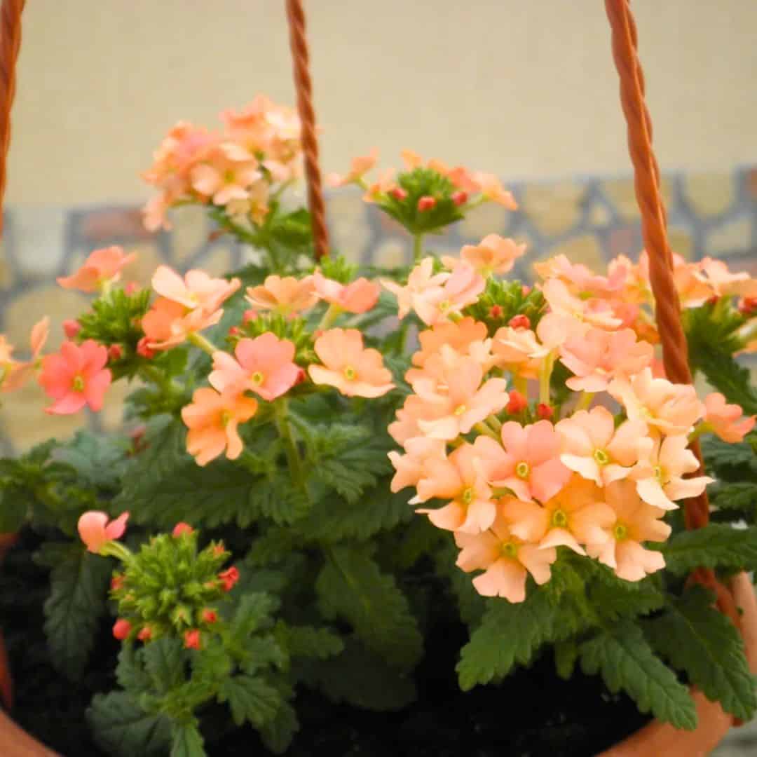 21 Gorgeous Flowers For Spring Window Boxes » Simplify Plants
