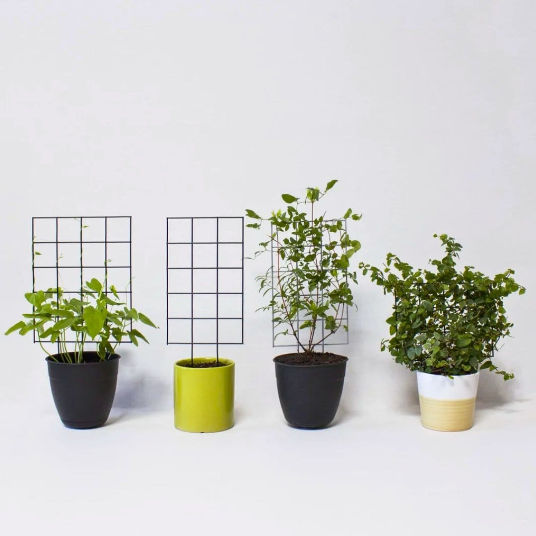 11 Easy To Make DIY Indoor Plant Trellis Ideas » Simplify Plants