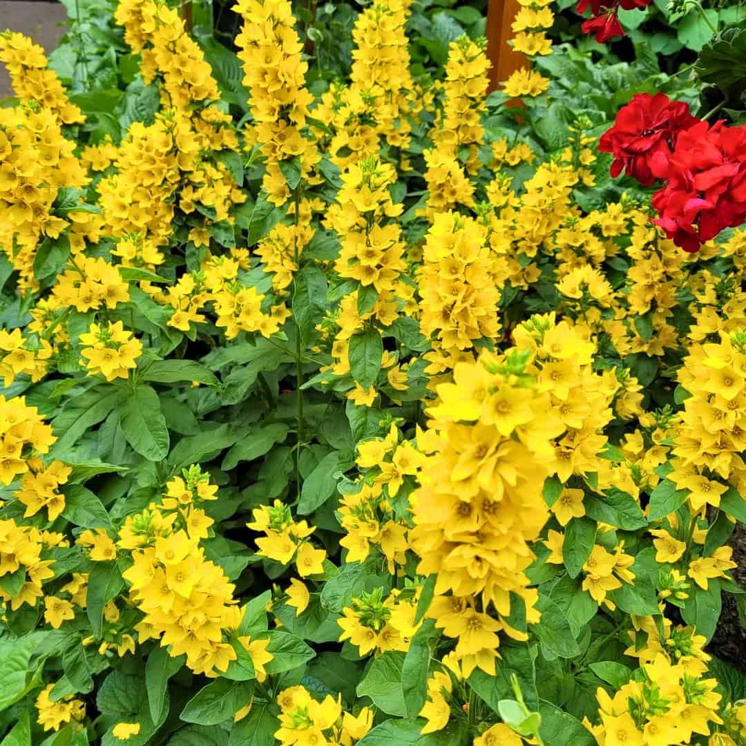 15 Tall Perennial Flowers You Must Grow This Year! » Simplify Plants