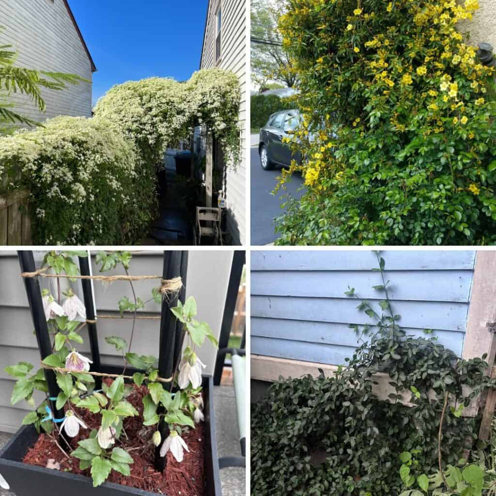 15 Low Maintenance Full Sun Perennials (No-Fuss Flowers) » Simplify Plants