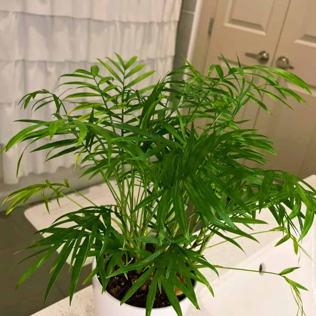 21 Humidity-Loving Bathroom Plants That Soak Up Extra Moisture ...
