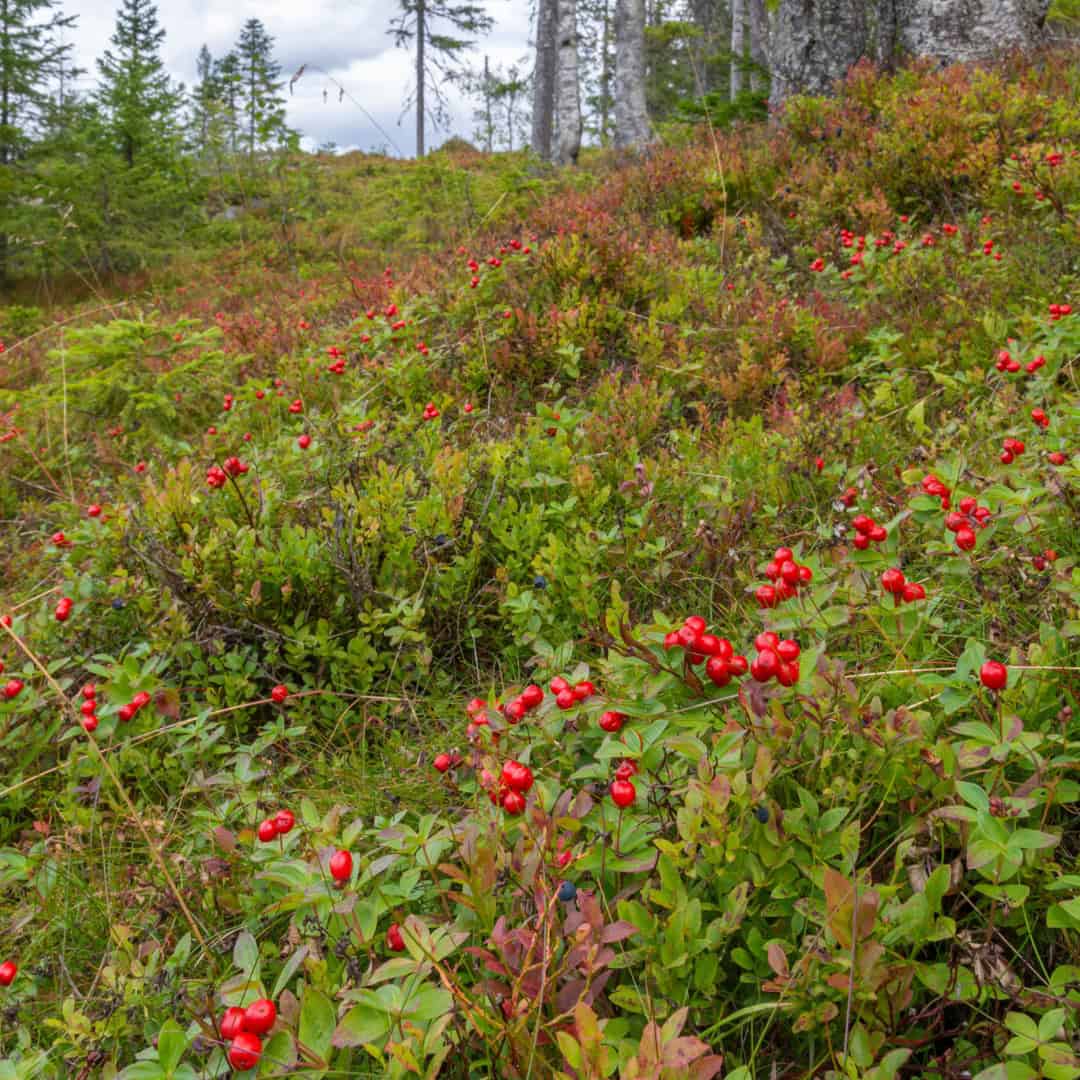 17 Best Deer-Resistant Ground Cover Plants » Simplify Plants