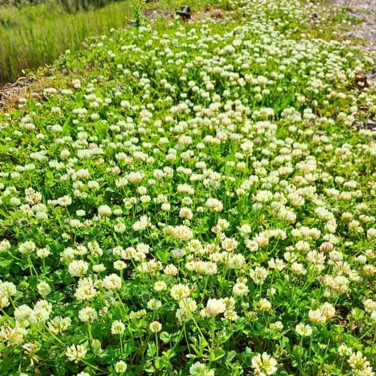 14 Best Quick-Spreading Ground Covers For Fast Coverage » Simplify Plants