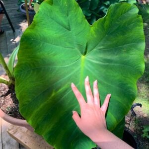 11 Tips To Grow Massive Elephant Ear Plants » Simplify Plants