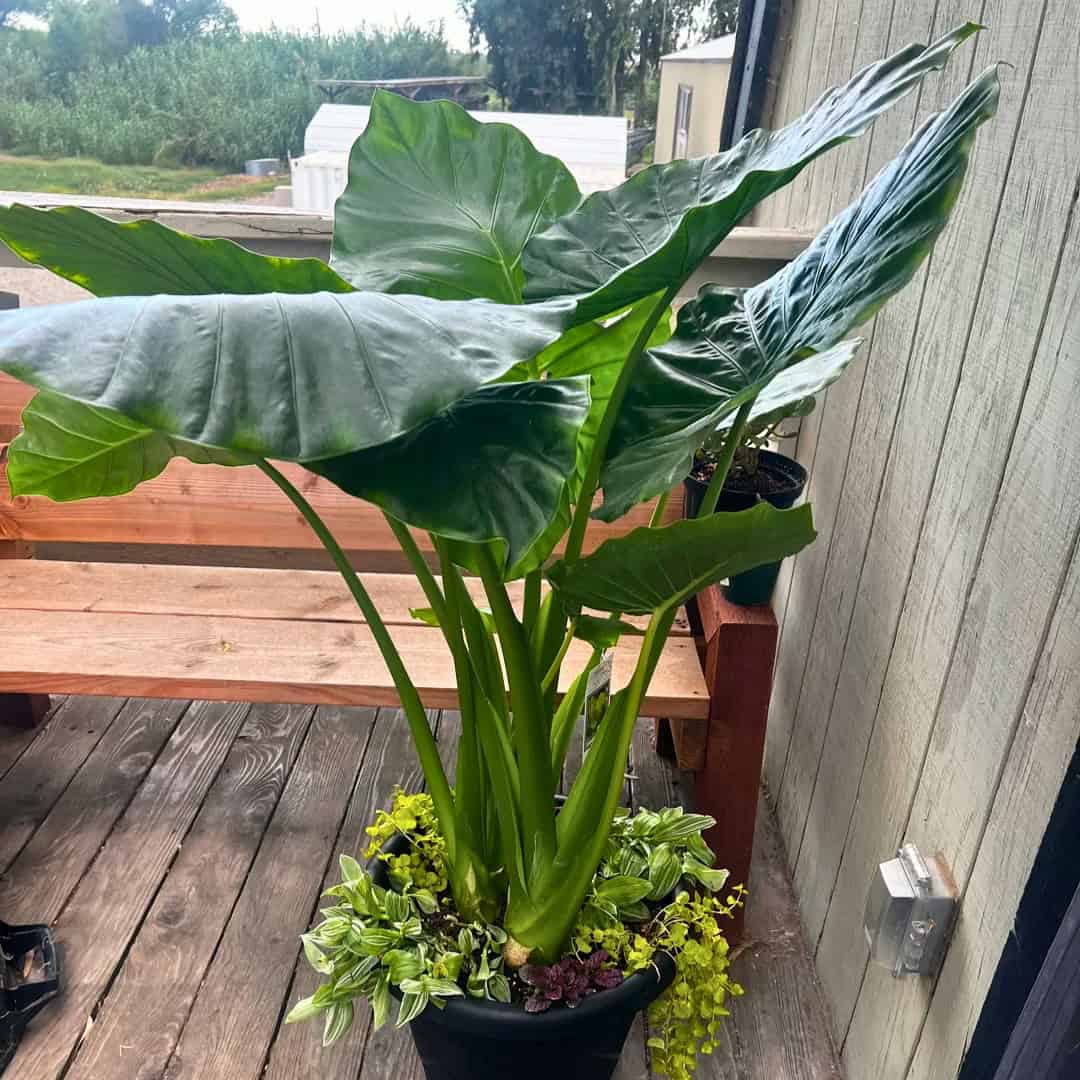 11 Tips To Grow Massive Elephant Ear Plants » Simplify Plants