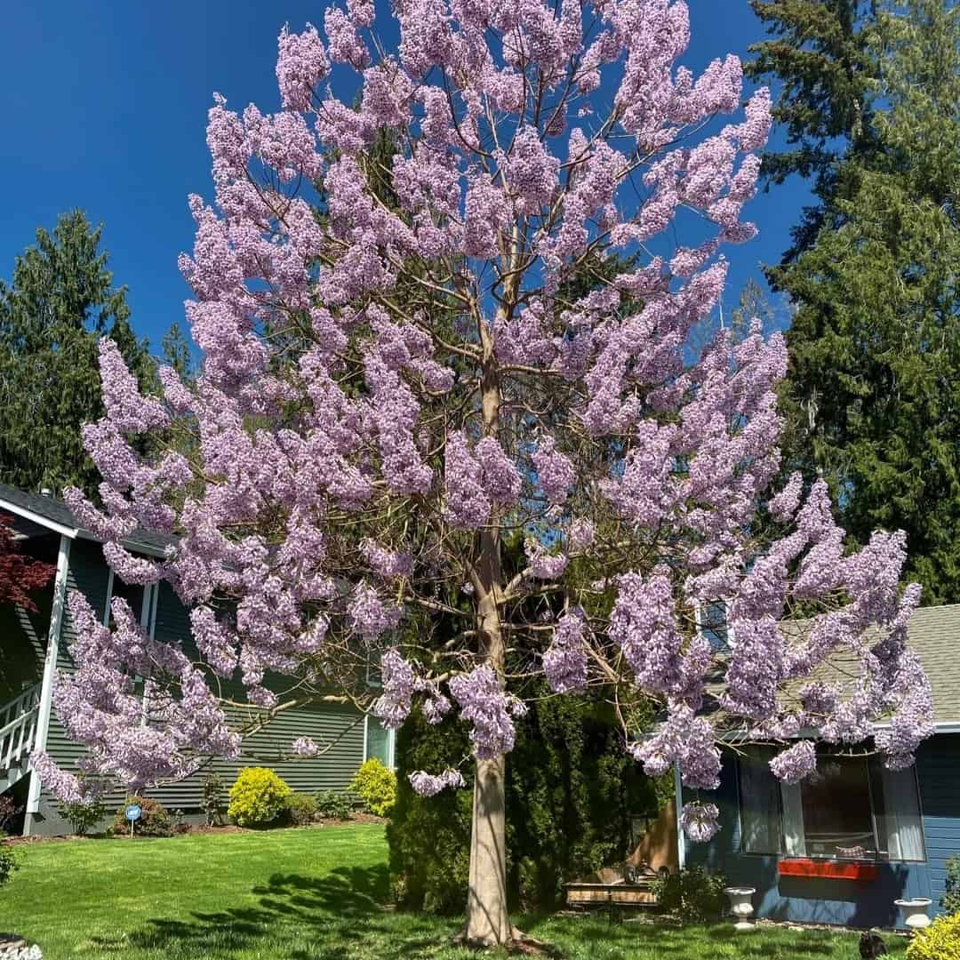 21 Fast-Growing Trees For Privacy » Simplify Plants