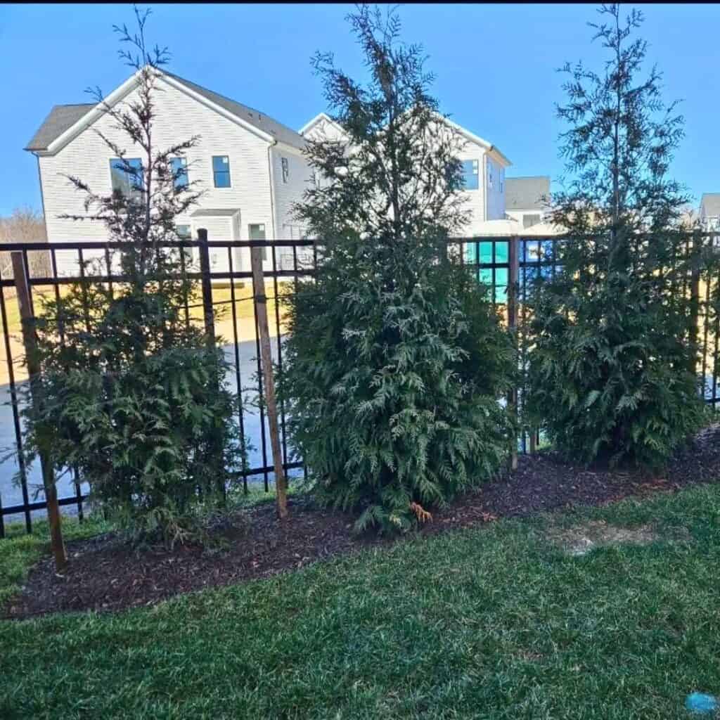 15 Evergreen Trees For Backyard Privacy » Simplify Plants