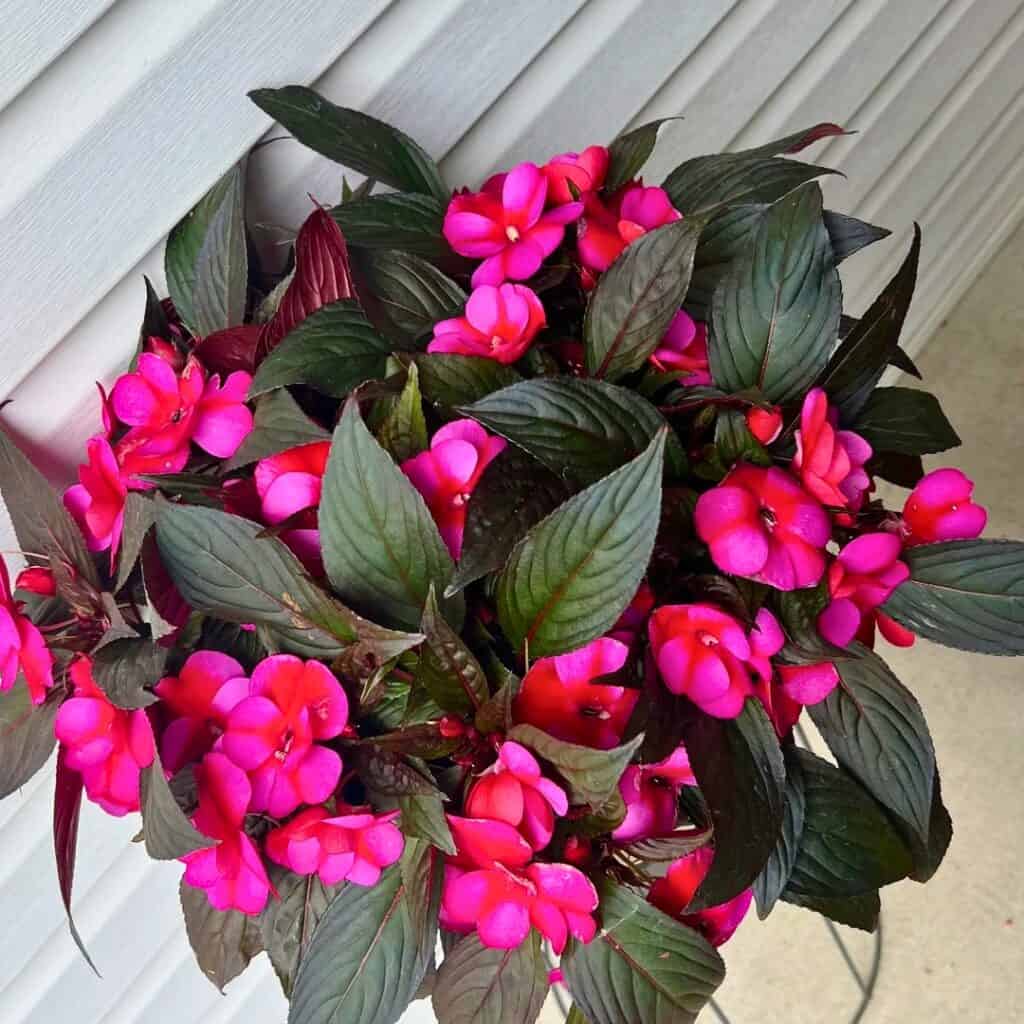 14 Beautiful Hanging Flowering Plants For Your Garden » Simplify Plants