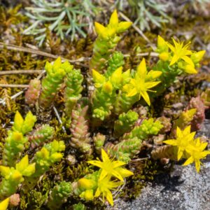 17 Best Deer-Resistant Ground Cover Plants » Simplify Plants