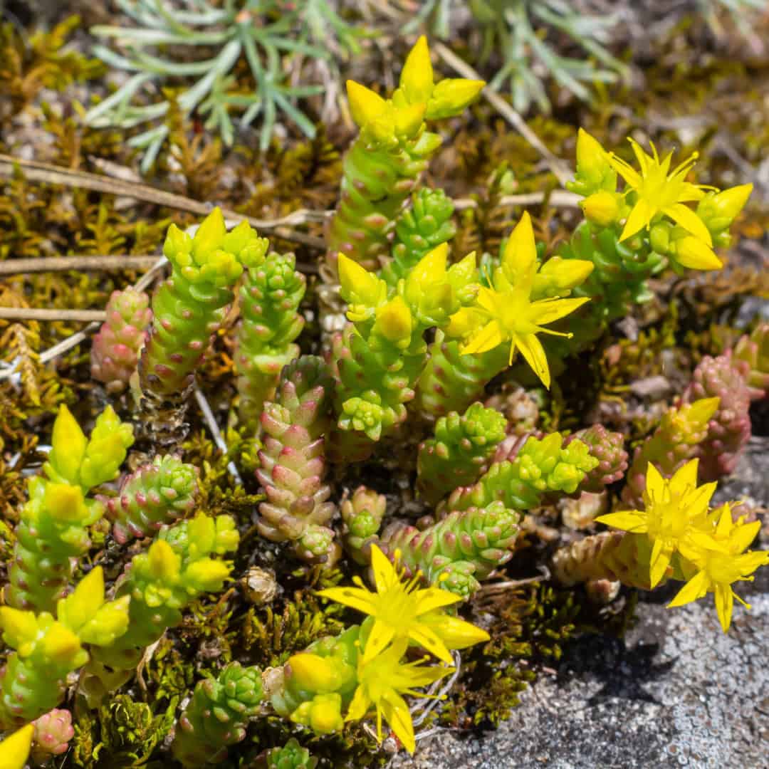 17 Best Deer-Resistant Ground Cover Plants » Simplify Plants