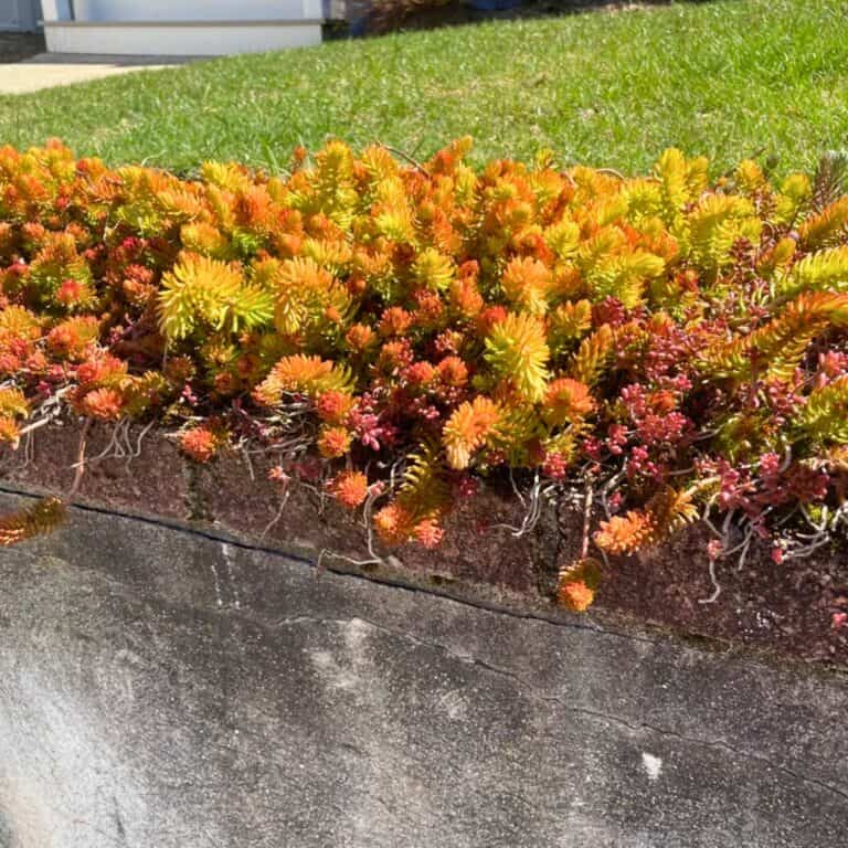 14 Best Quick-Spreading Ground Covers For Fast Coverage » Simplify Plants