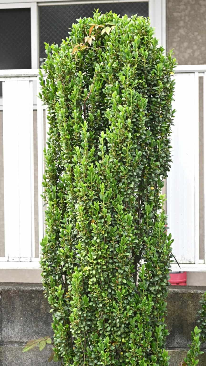 21 Best Privacy Plants For Pots To Create A Cozy Outdoor Retreat ...