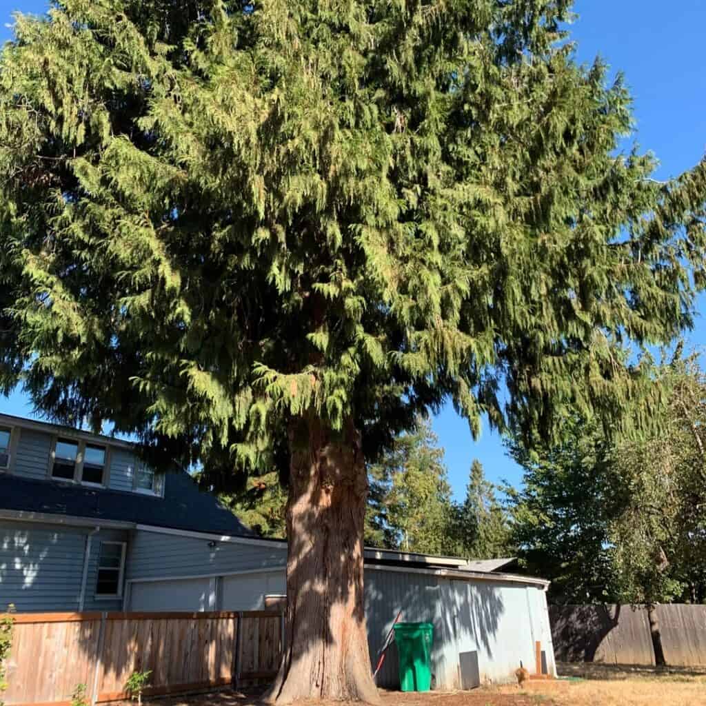 15 Evergreen Trees For Backyard Privacy » Simplify Plants